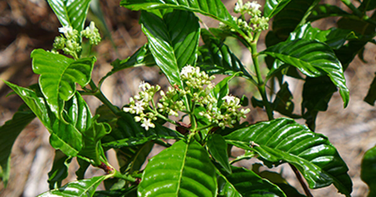 FREE Wild Coffee Plants for Free in St. Petersburg, FL | For Sale ...