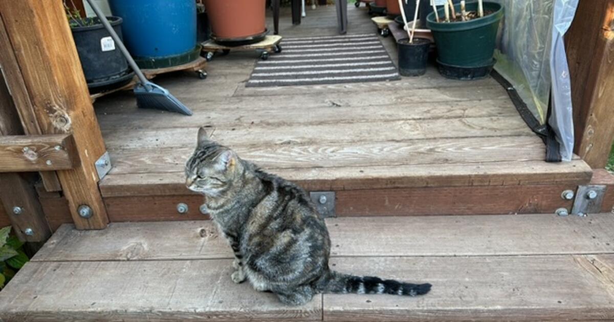 help the homeless tiger for Free in Rogue River, OR | For Sale & Free ...