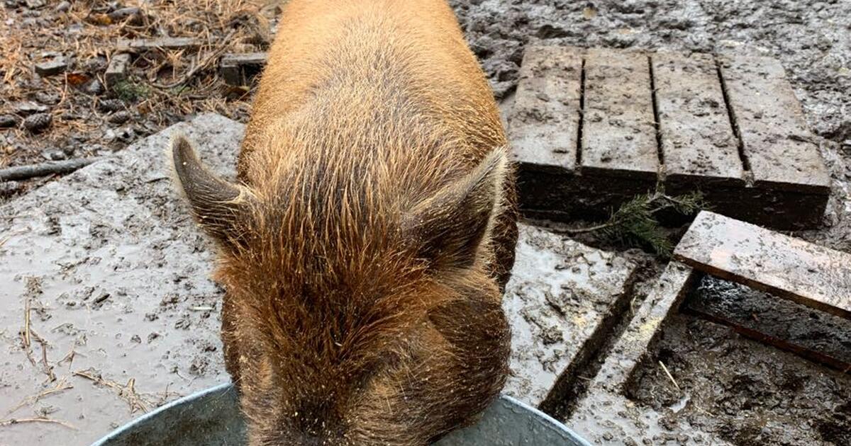 Free Tamworth pigs for Free in Yelm, WA | For Sale & Free — Nextdoor