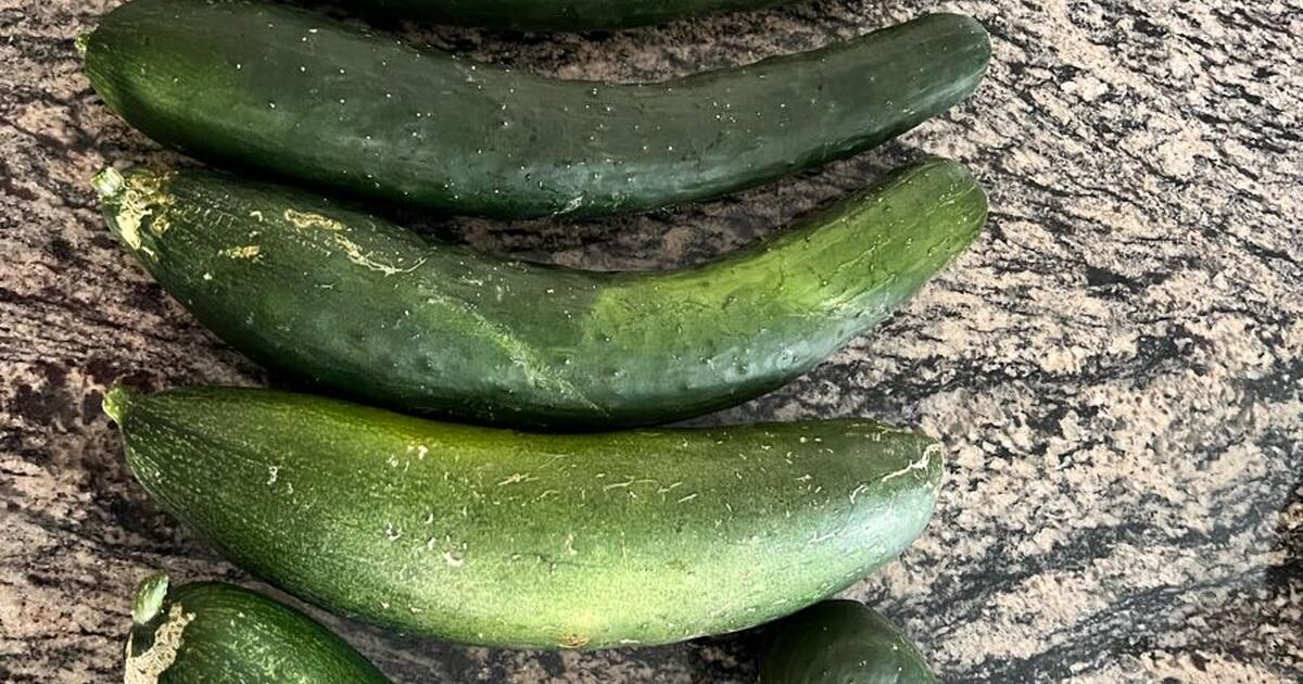 Cucumbers! for Free in Rio Rancho, NM | Finds — Nextdoor