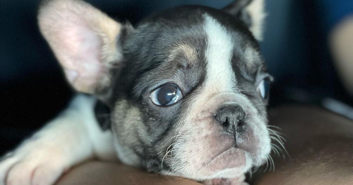 Frenchie puppy 5 months old in Goodyear, AZ | For Sale & Free — Nextdoor
