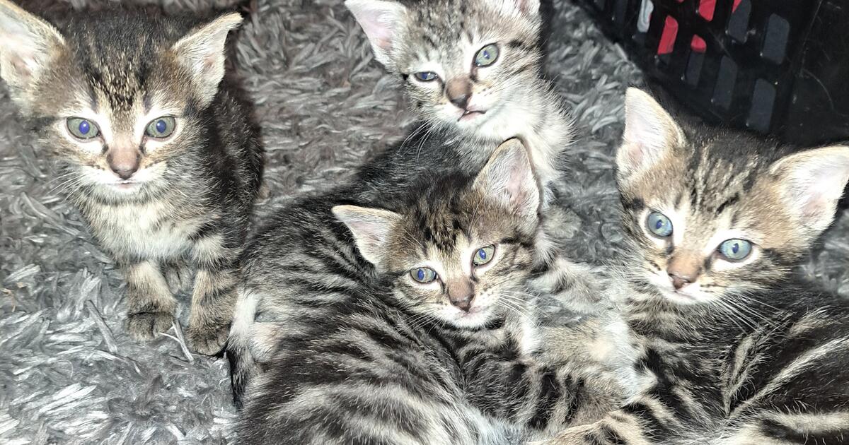 FREE KITTENS!!! for Free in Porter, TX | For Sale & Free — Nextdoor