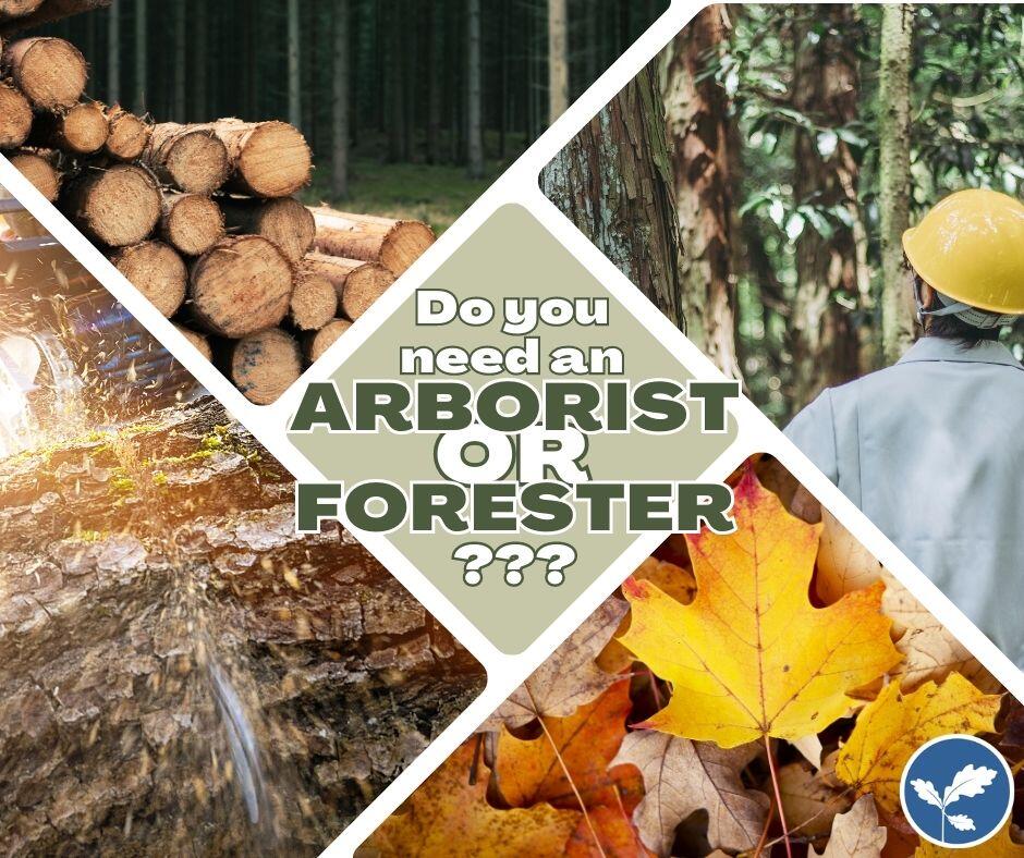 What's the difference between an arborist and a forester? (Washtenaw ...
