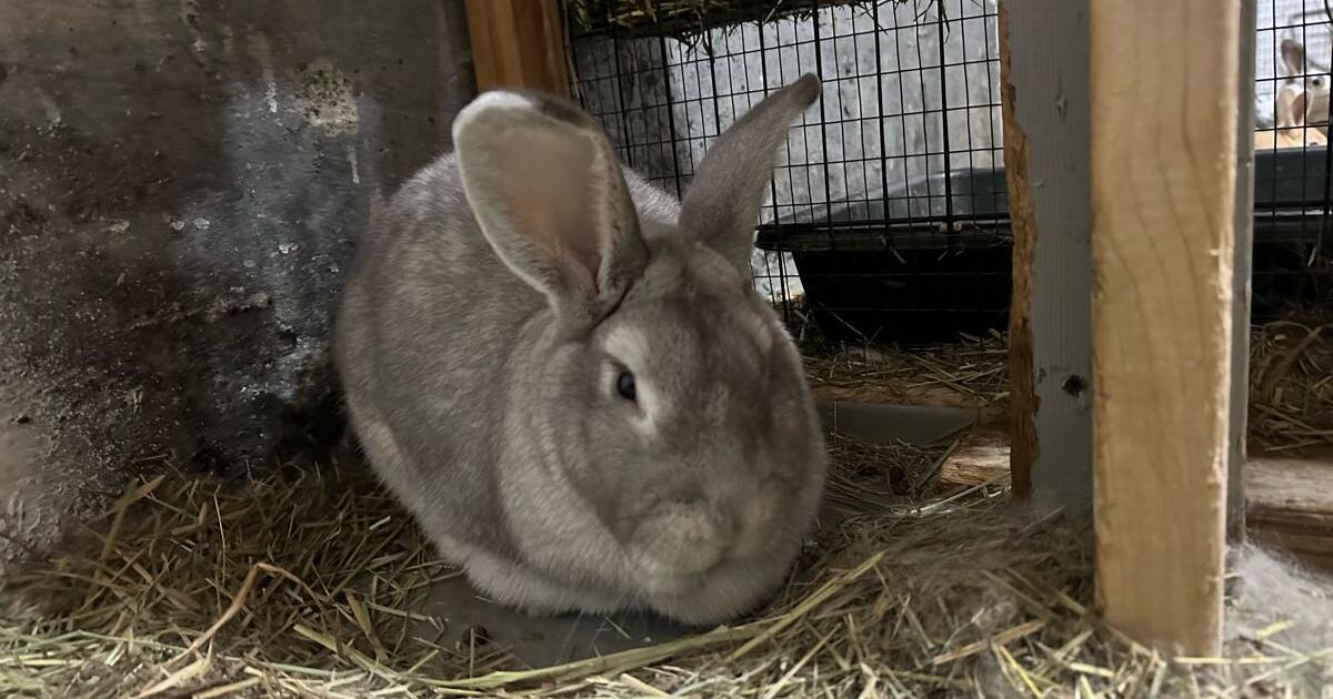 breeder rabbits and babies for Free in Poulsbo, WA | For Sale & Free ...