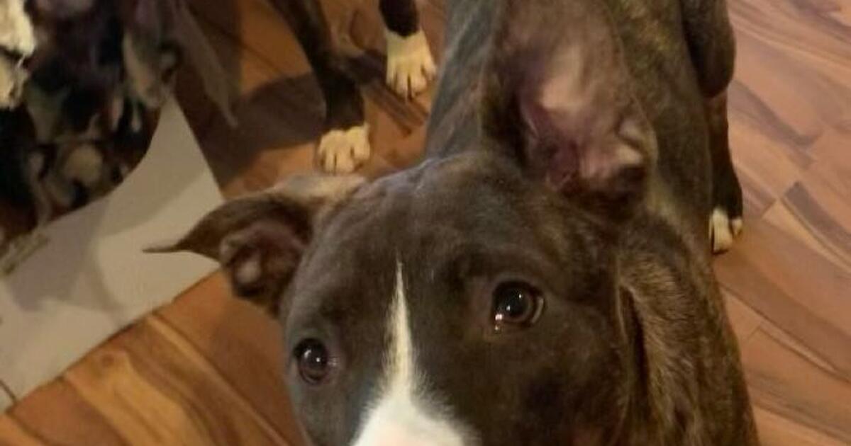 Bear needs a new home for $25 in Lawrenceville, GA | For Sale & Free — Nextdoor