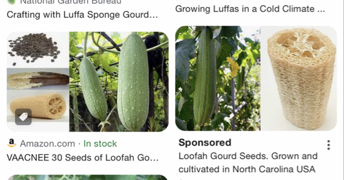 Luffa/Loofah Starters for Free in Urbandale, IA | For Sale & Free ...