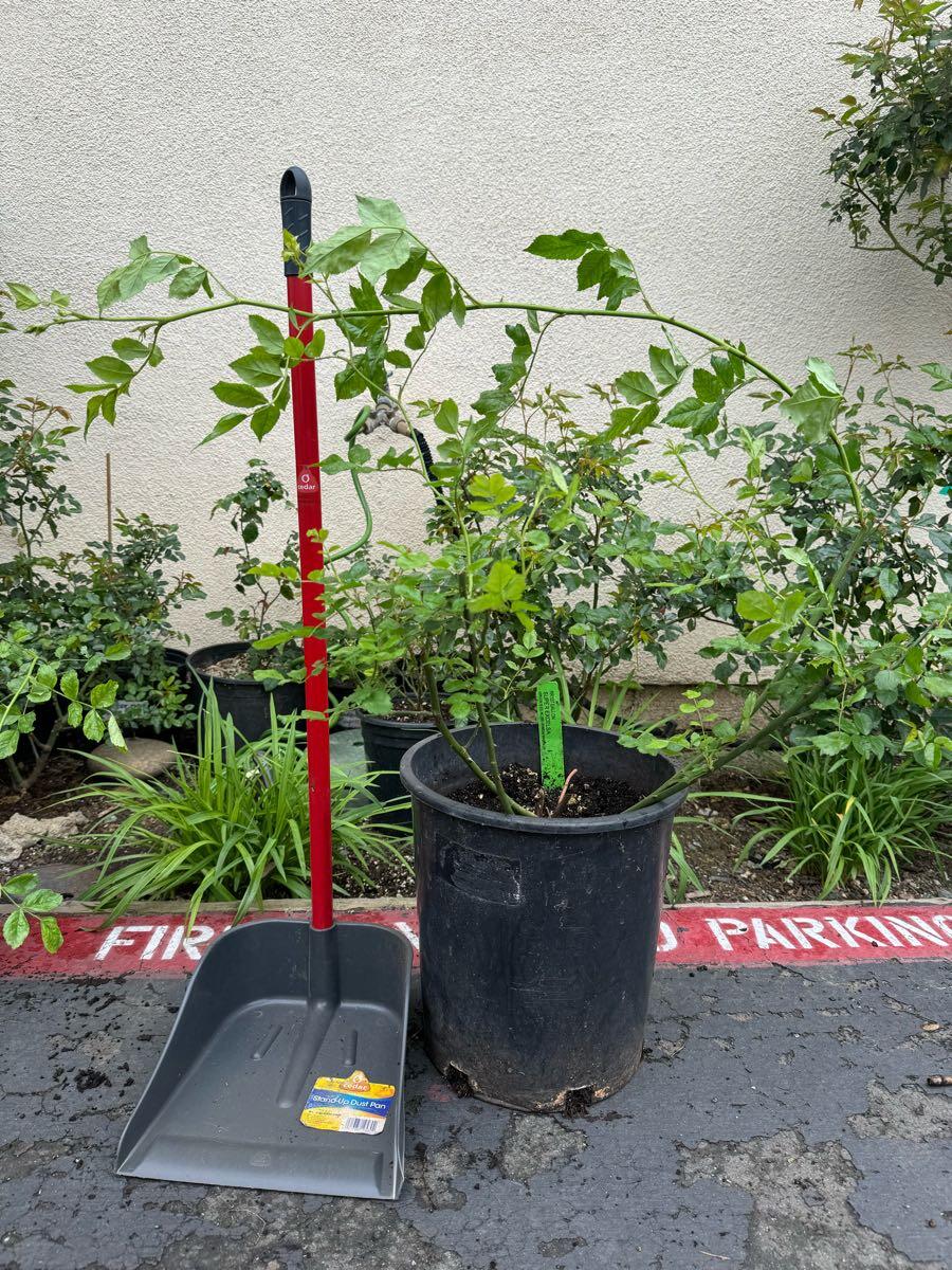 Super Excelsa Rambling Rose for $50 in Fairfield, CA | For Sale & Free ...