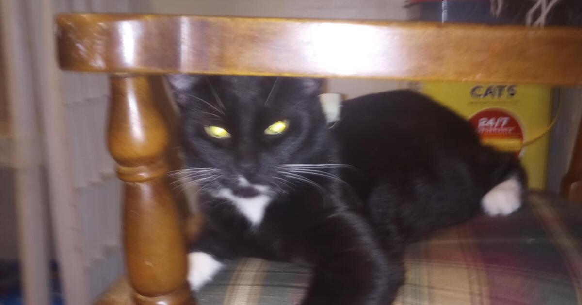 Cat (Tippy Toes) for Free in Seattle, WA | For Sale & Free — Nextdoor