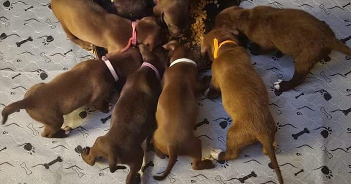 Pointer Bay Puppies for $300 in Seabrook, TX | Finds — Nextdoor