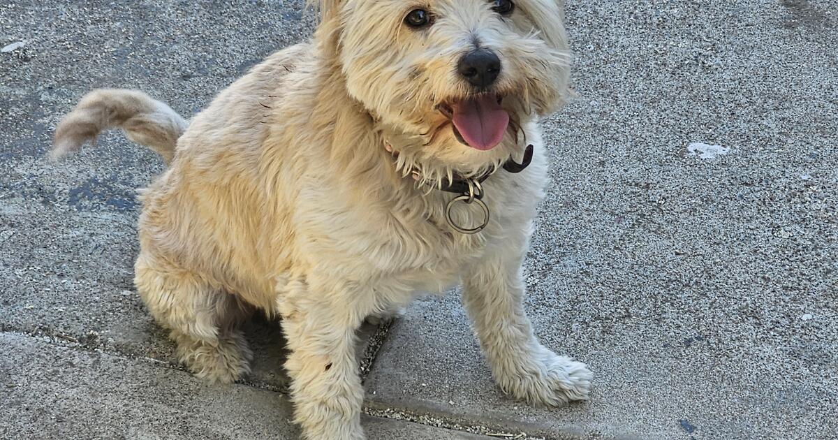 Dog named Murphy for $25 in Citrus Heights, CA | For Sale & Free — Nextdoor