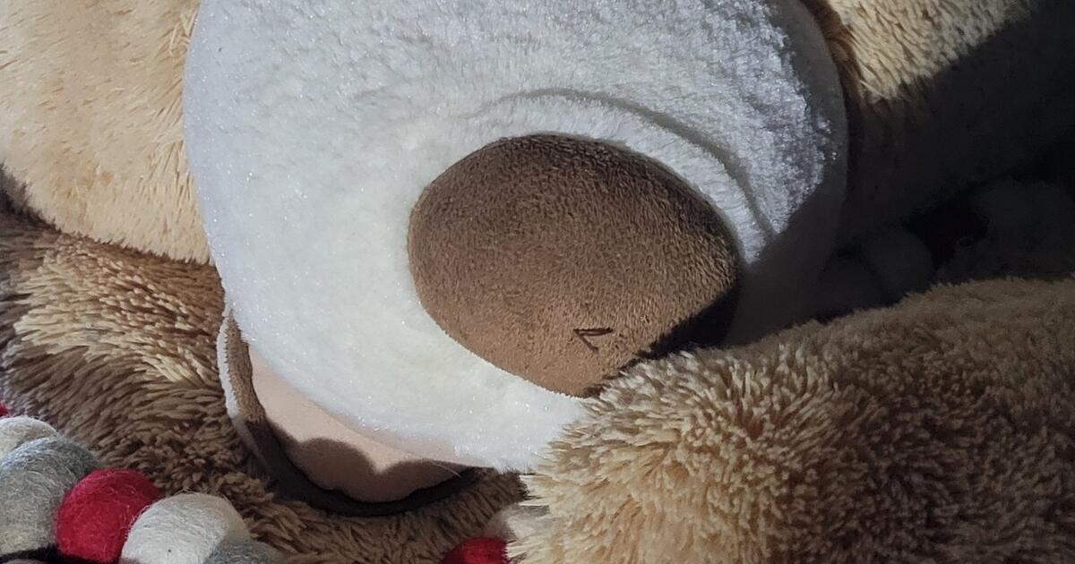 Lonely Bear Needs A Home for $5 in Martinez, CA | For Sale & Free — Nextdoor