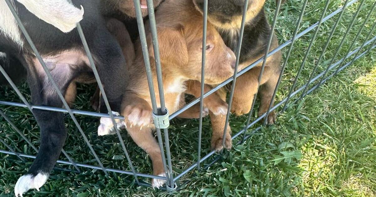 Free Puppies For Free In Las Vegas Nv For Sale And Free — Nextdoor
