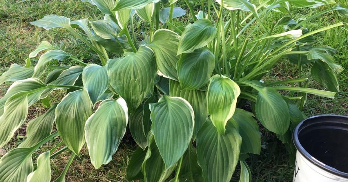 Variegated Hosta for $15 in Virginia Beach, VA | For Sale & Free — Nextdoor