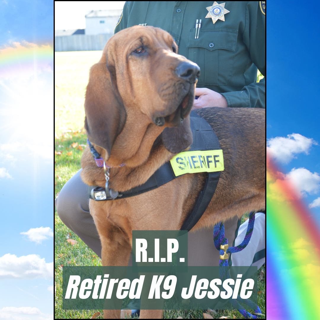 On May 10, 2025, retired JCSO K9 Jessie crossed the rainbow bridge at ...
