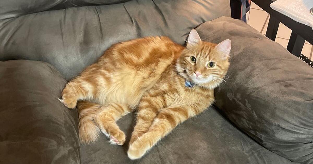 Looking for a good permanent home for our cat! for Free in Baton Rouge ...