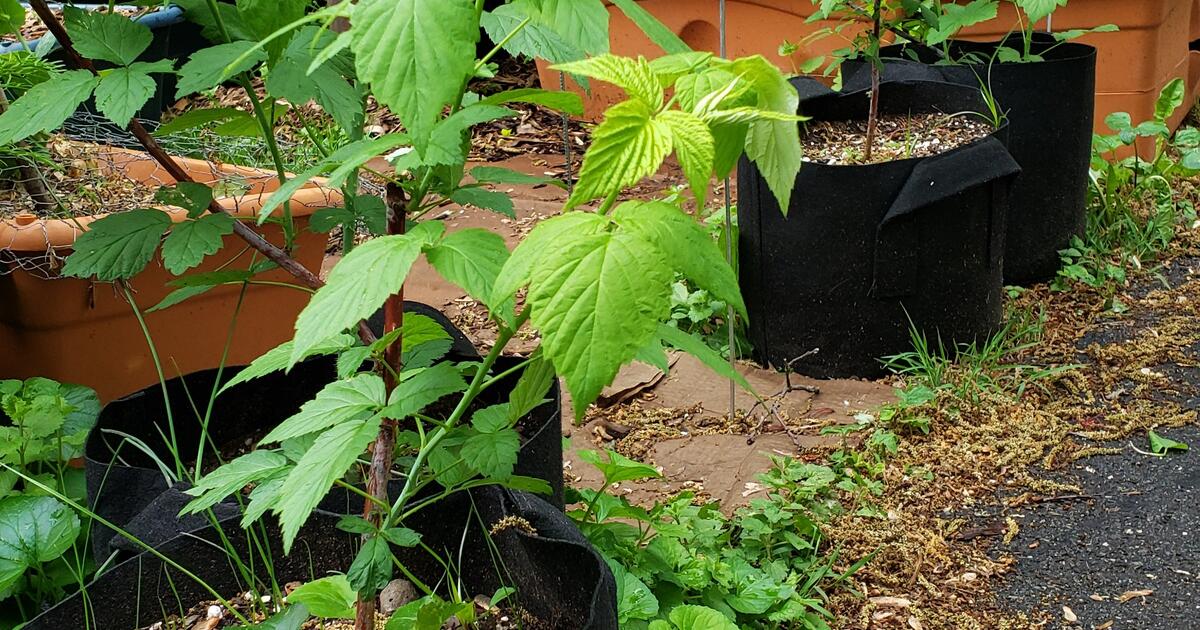 Fruiting Black Raspberry Canes in pots for $15 in Elkridge, MD | For ...