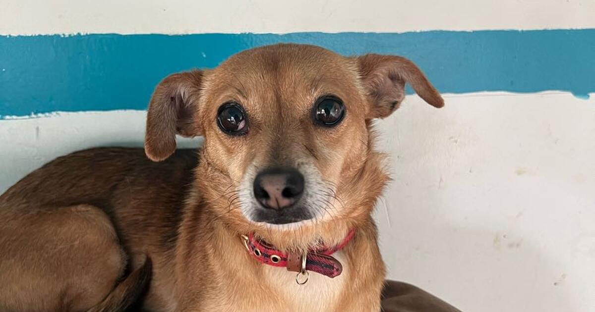 Dog needing home for Free in Arlington, TX | For Sale & Free — Nextdoor