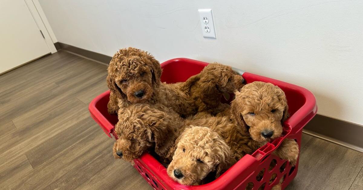 Free Puppies Spokane Wa