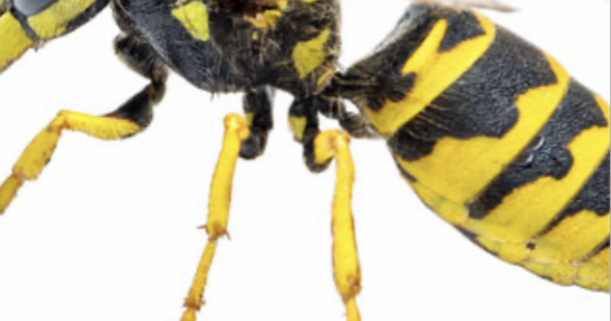 Yellow jacket removal/ relocation in Seattle, WA | For Sale & Free ...