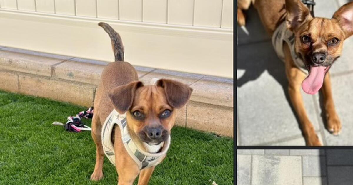A good home for Luna for Free in Oxnard, CA | For Sale & Free — Nextdoor