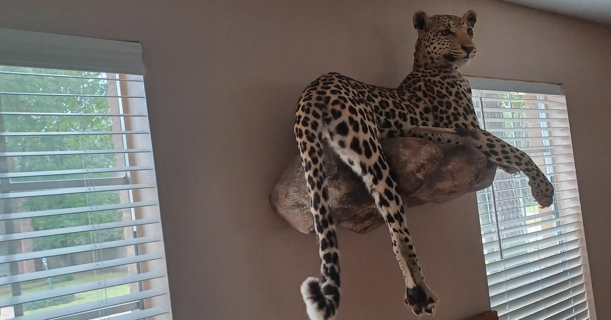 Legal Leopard Trophy. Harvested in Namibia. in Spring, TX | For Sale ...