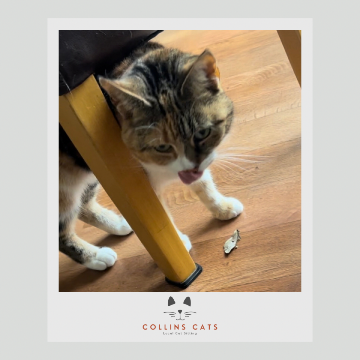 Collins Cats - Rochdale, GB-ENG - Nextdoor