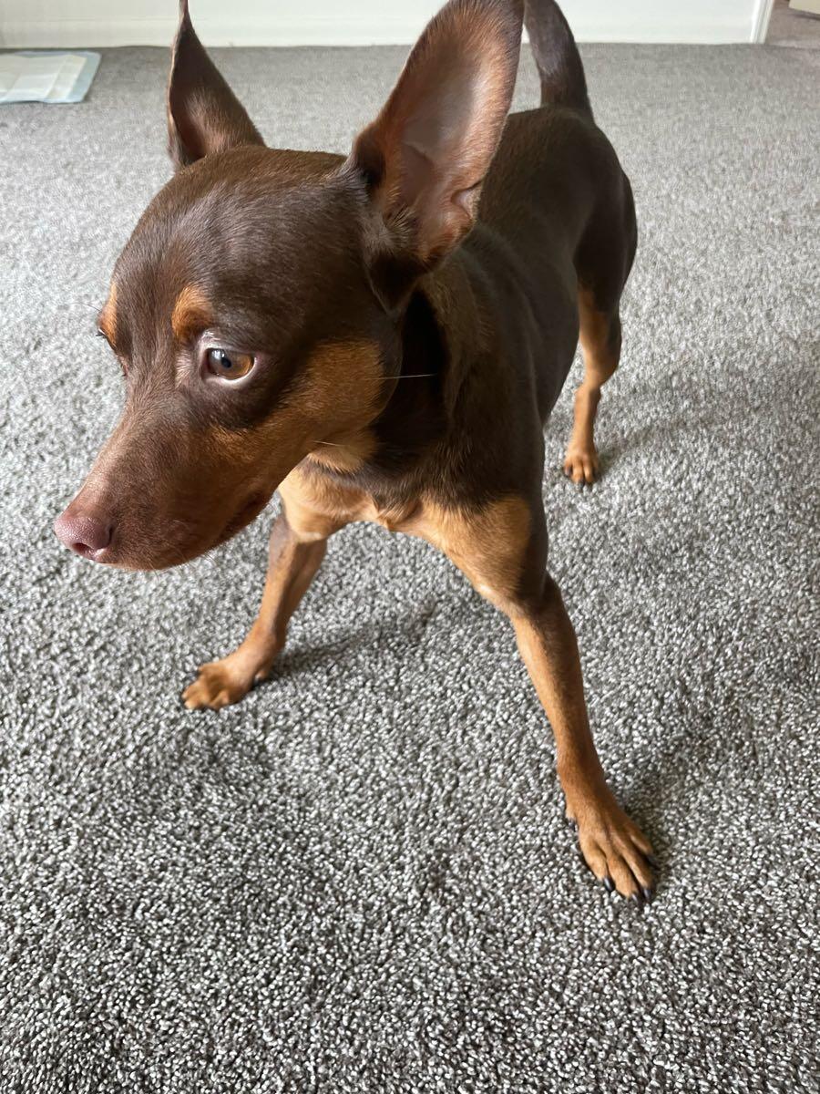 6 month old Miniature Pincher for Free in Columbia, MD | For Sale ...