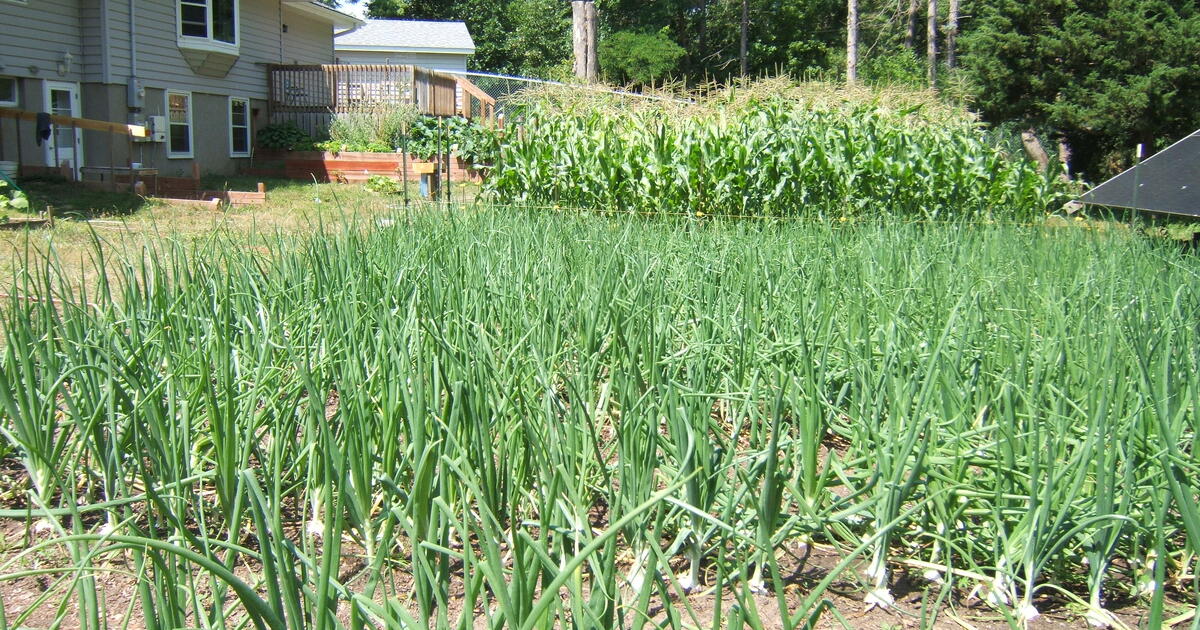 Onions, pick your own for Free in Minnetonka, MN, MN | For Sale & Free ...