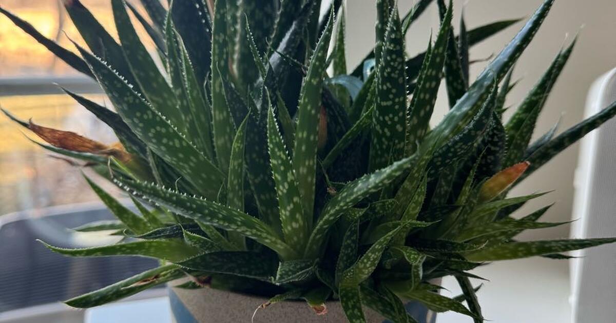 Aloe Vera and split leaf philodendron cuttings for Free in Wayzata, MN ...