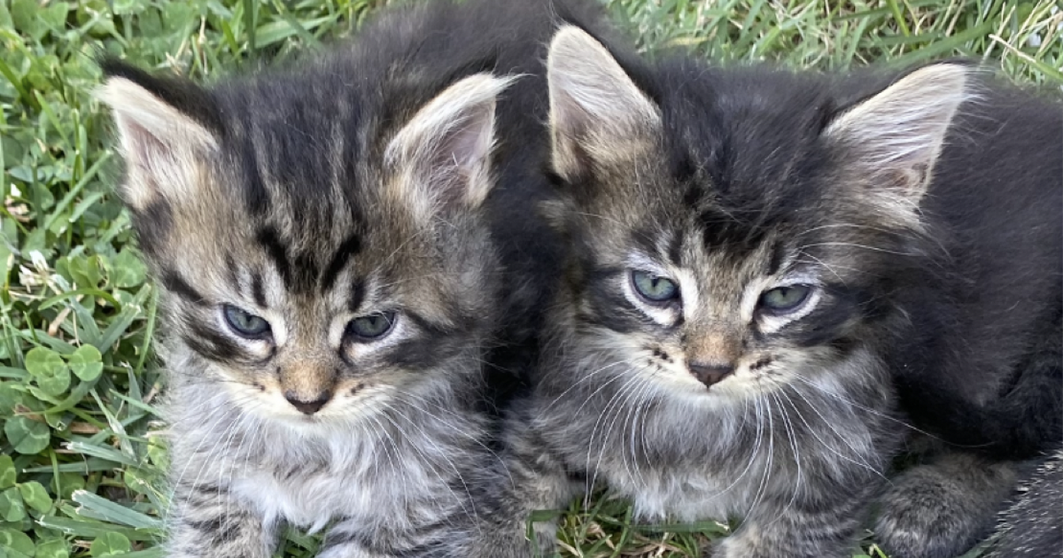 Free Kittens for Free in Belleville, IL | For Sale & Free — Nextdoor