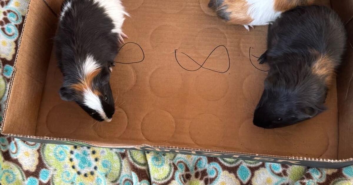 Free Guinea Pigs to good home for Free in Anaheim, CA | For Sale & Free ...