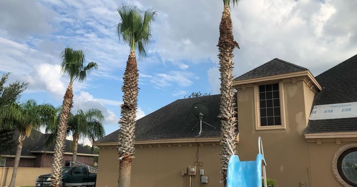 Tree trimming for Free in McAllen, TX | For Sale & Free — Nextdoor