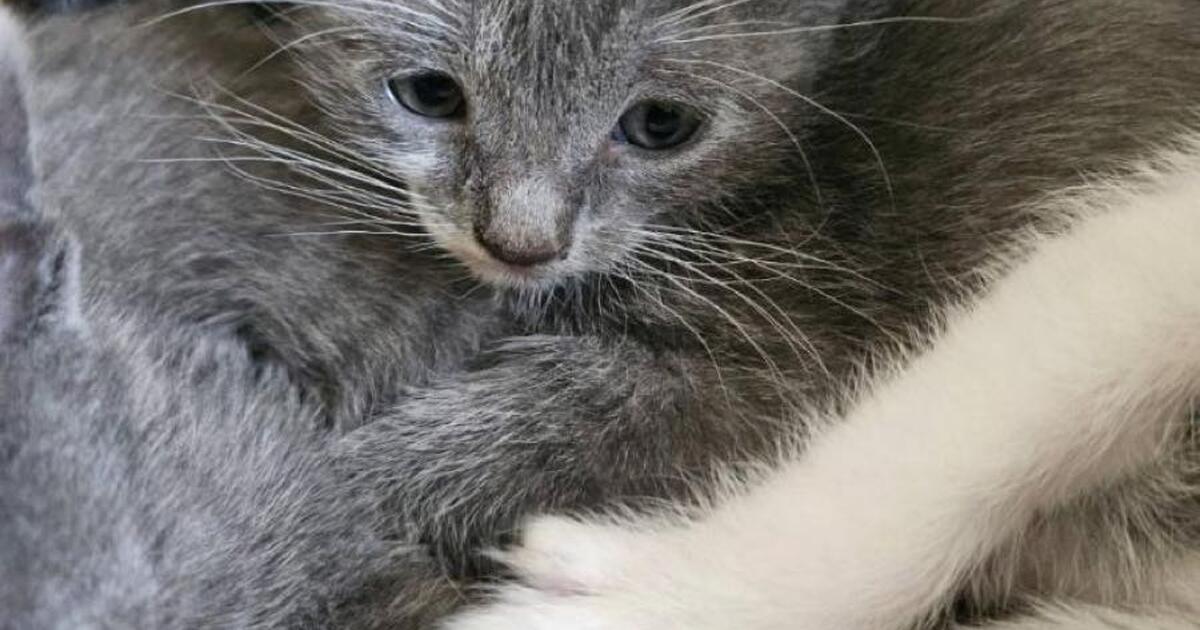 3 baby kittens need adopting! :-) for Free in Huntington Beach, CA ...