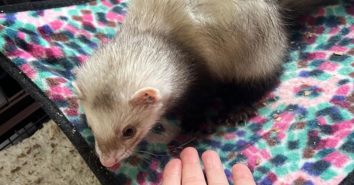 2 ferrets w/ cage and accessories in Caldwell, ID | For Sale & Free ...