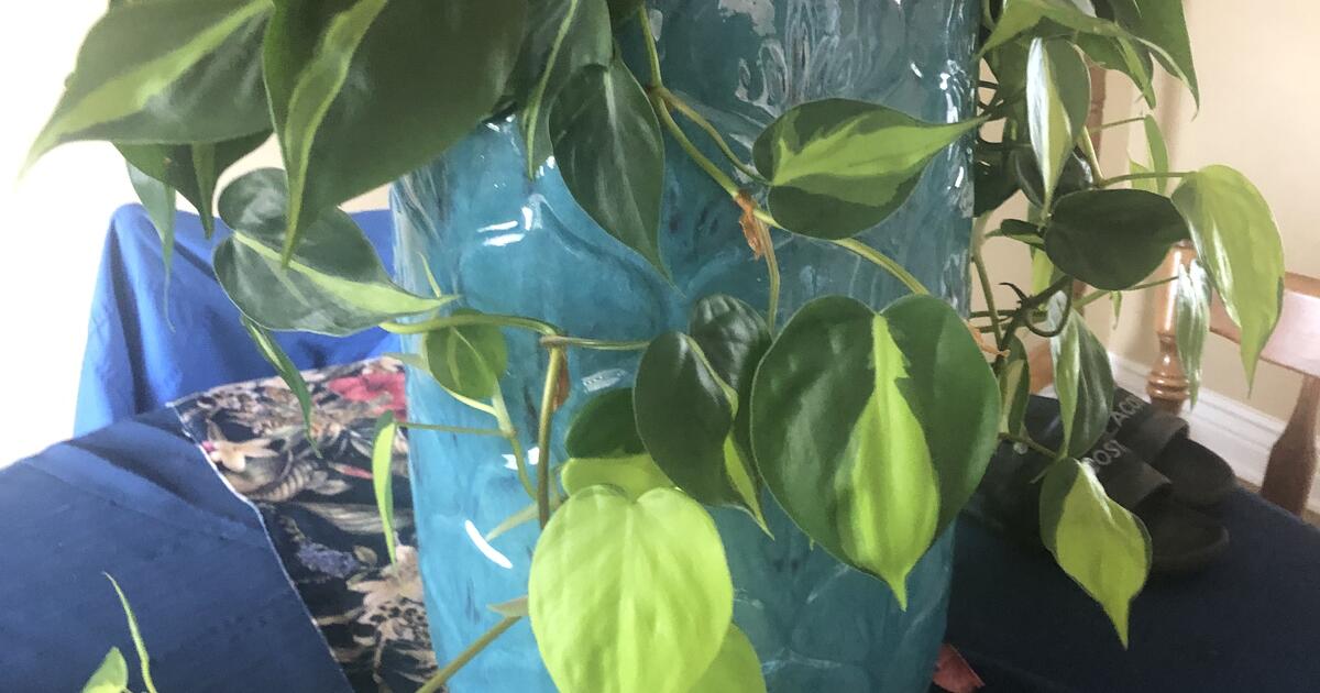 Brazilian Pothos plant in tall Blue Vase for $25 in Paducah, KY | For ...