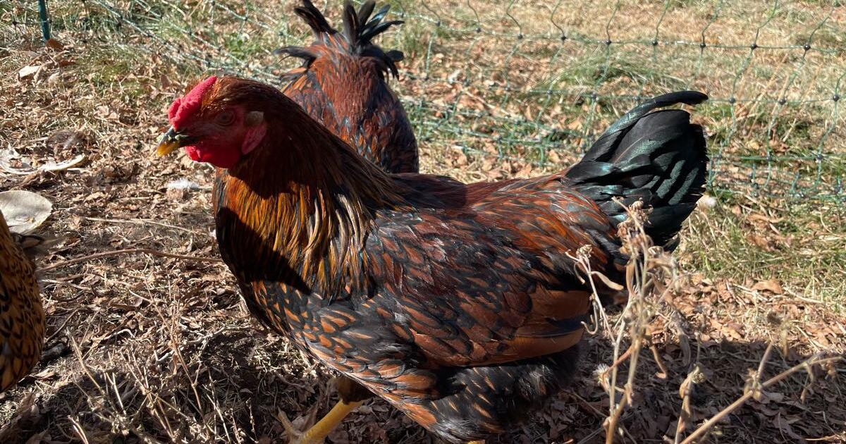FREE Ameraucana & Golden-laced Wyandotte adolescent Roosters for Free ...