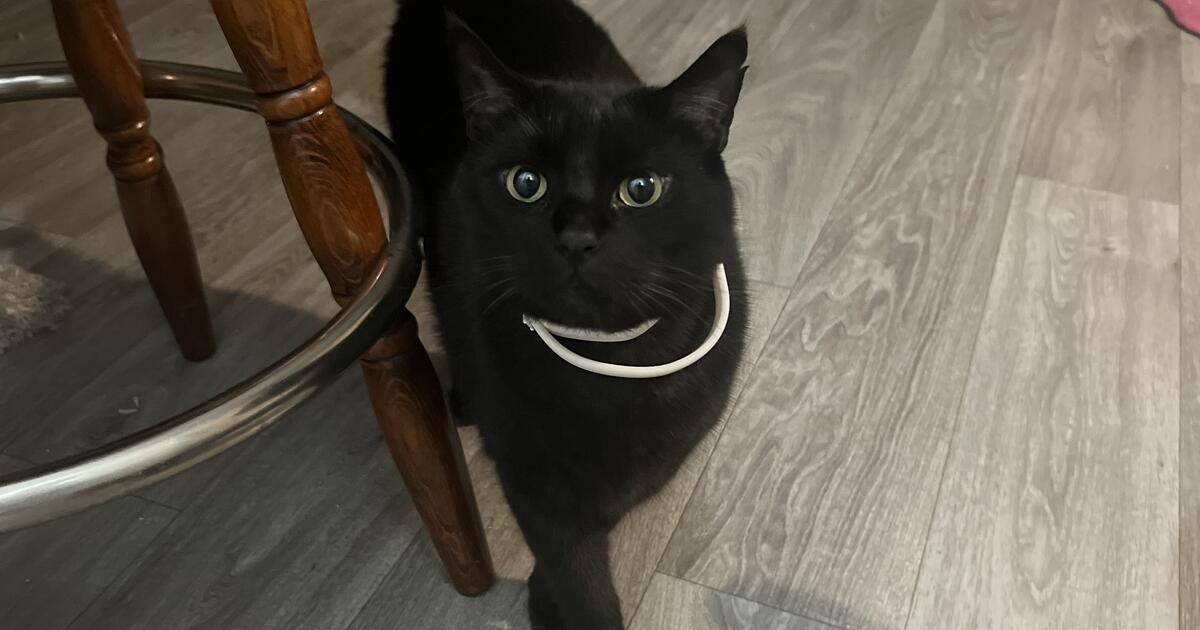 Booboo the handsome cat for $100 in Glendale, AZ | Finds — Nextdoor