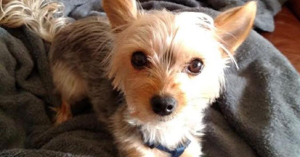 Tea Cup Yorkie for rehoming for Free in Peoria, AZ | For Sale & Free — Nextdoor