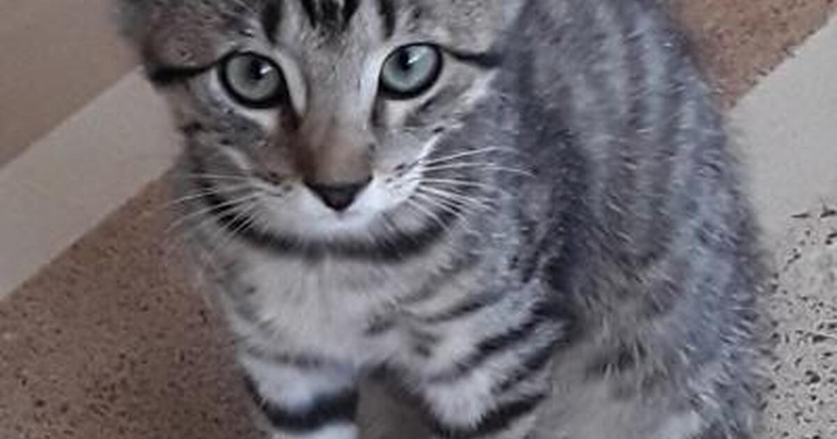 Cats/Kittens Ready for Adoption for Free in The Villages, FL | For Sale ...