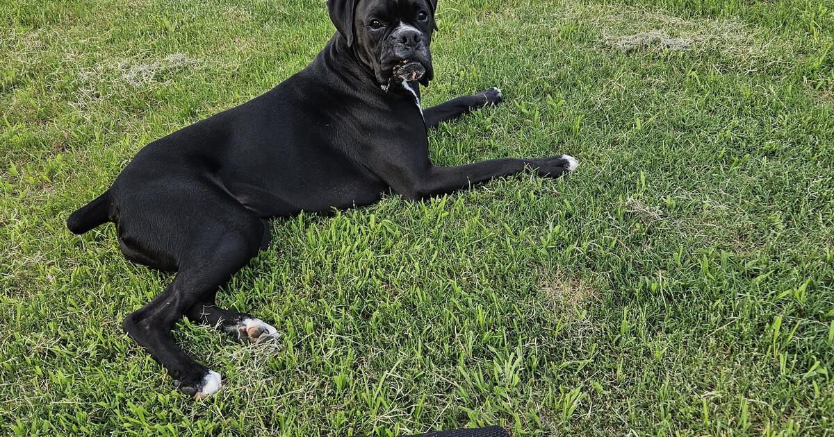 Free Dogs- Boxers in Benton, AR | For Sale & Free — Nextdoor