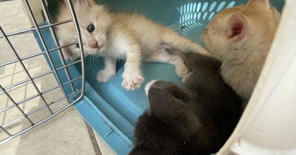 FREE-Kittens need homes for Free in Midland, TX | For Sale & Free ...