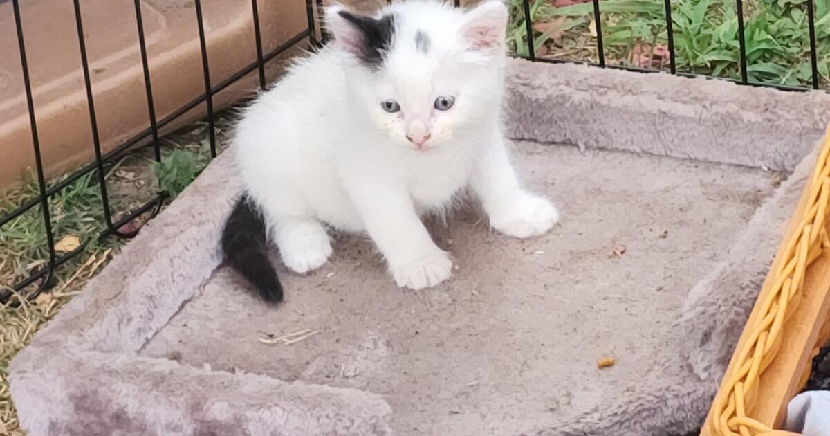 I Have 6 Kittens, About 9 Weeks Old, That Need Homes! for Free in ...