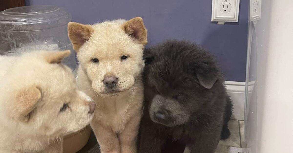 I have 4 chow chow 2 female they have 5 months old . Pm for price or ...