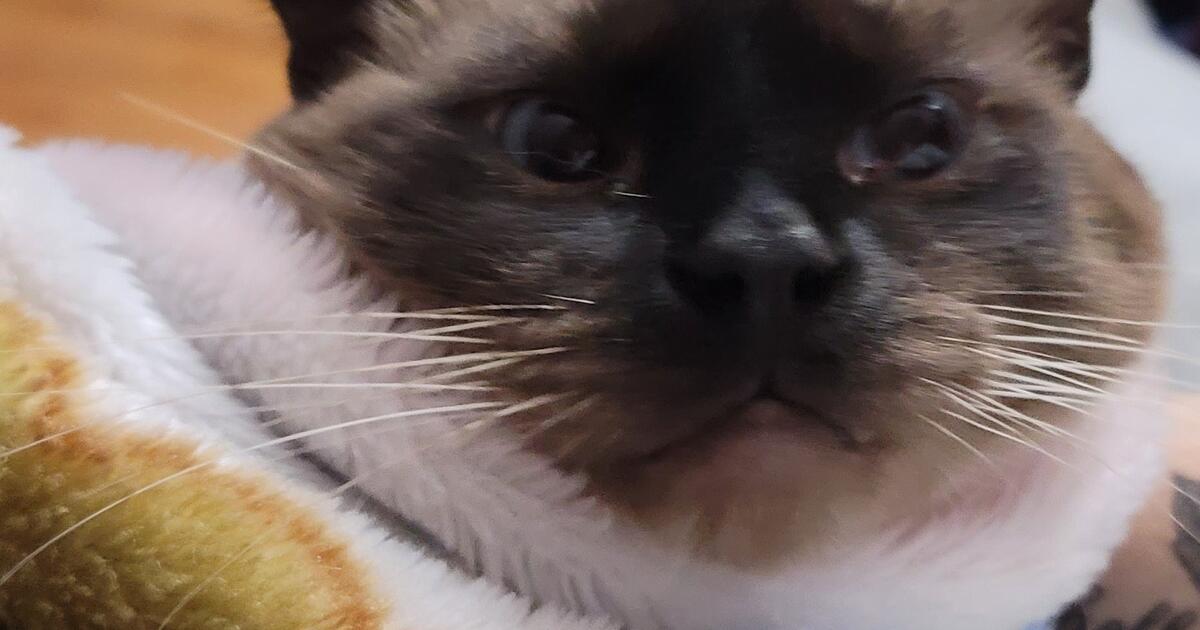Free male neutered 1.5 yr old siamese purebred. for $75 in Stillwater ...