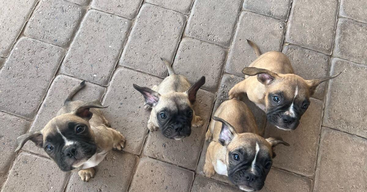 Mini Boxer/Frenchie for Free in Surprise, AZ | For Sale & Free — Nextdoor