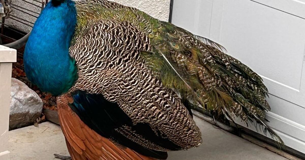 Has anyone lost a peacock? I have a beautiful one hiding on my porch ...