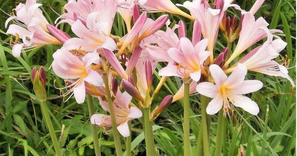 Surprise Lily Bulbs for $3 in Loveland, OH | For Sale & Free — Nextdoor