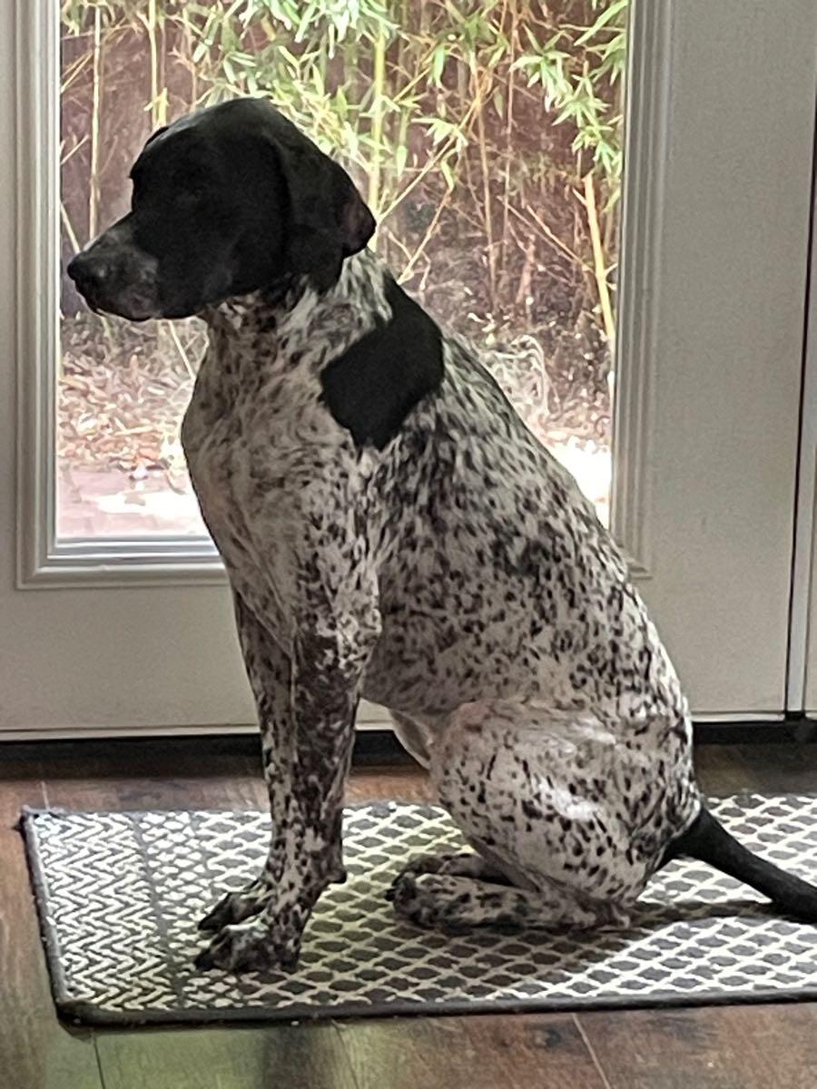 Rehome German pointer in Austin, TX | For Sale & Free — Nextdoor