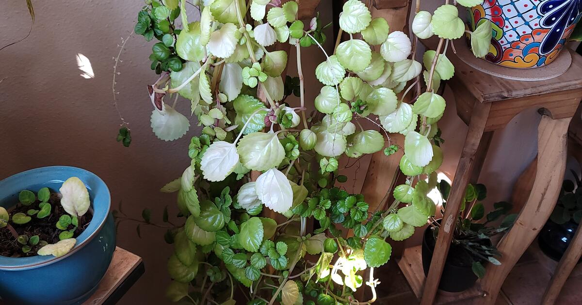 Bill W. plant for Free in Rio Rancho, NM | Finds — Nextdoor