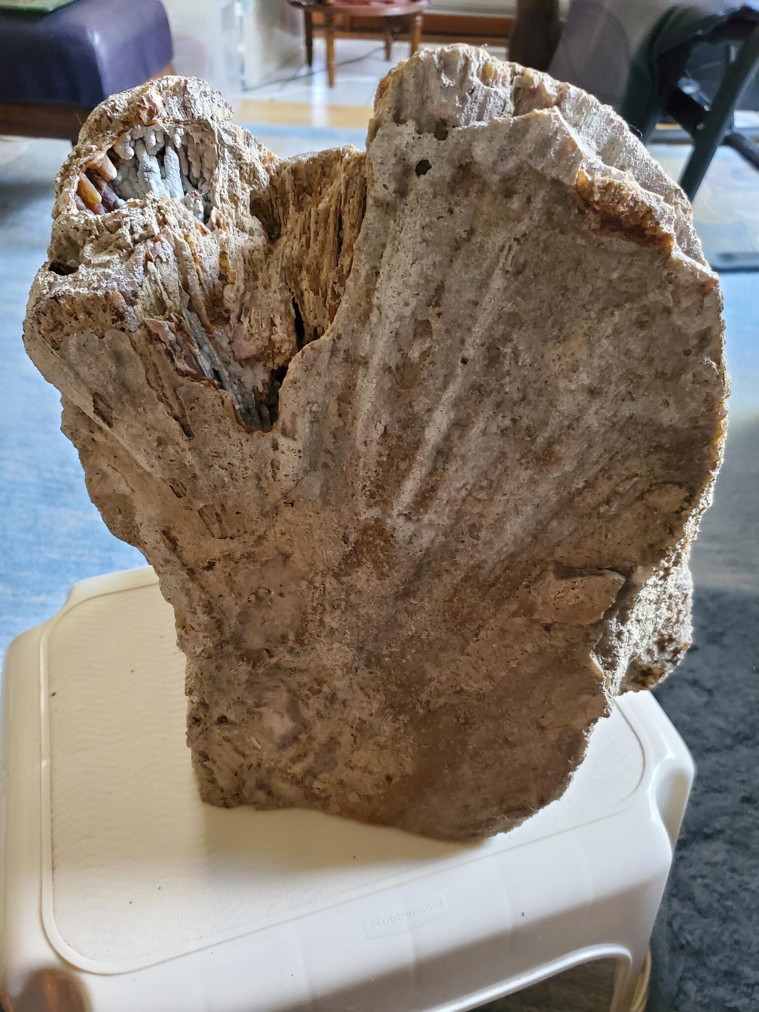 Florida's State Gemstone! Agatized Coral fossil geode. for $650 in St ...